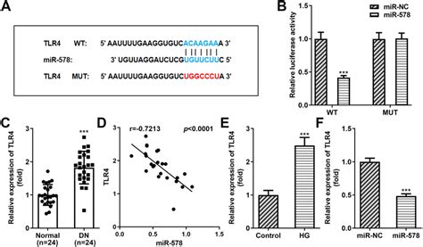 Tlr4 Is A Mir 578 Target A Bioinformatic Analysis Predicted The