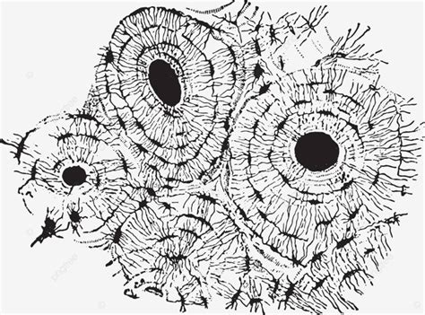 Magnified View Of A Transverse Section Of Compact Tissue In The Humerus Bone Vector Joint