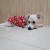 Các kiểu dữ liệu trong Java