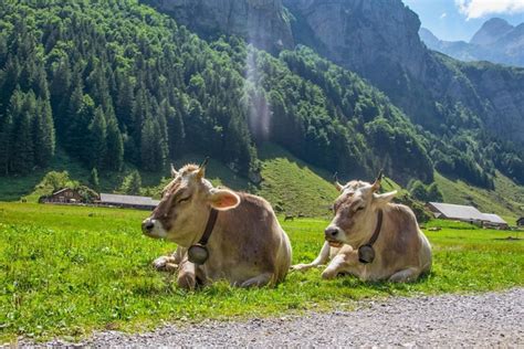 77 000 Cow Switzerland Pictures