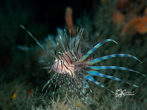 Susan Bryan Gallery 2 South Florida Underwater Photography Society