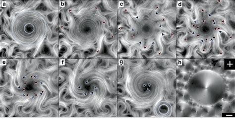 Defect Dynamics In Active Nematic Swirls Fluorescence Confocal