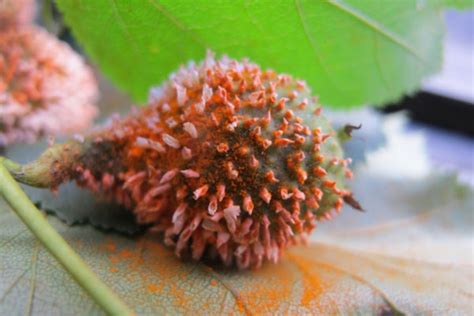 Cedar Quince Rust Missouri Environment And Garden News Article Integrated Pest Management