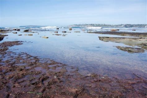 What Is The Intertidal Zone