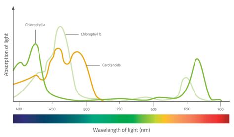 Thin Layer Chromatography Chlorophyll At Marianne Fernandez Blog