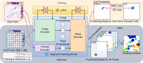 Figure 2 From Cellseg1 Robust Cell Segmentation With One Training