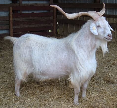 Kiko Goat Kiko Goats Goats Goat Farming