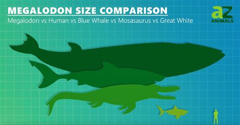 Argentinosaurus Vs Blue Whale Comparing The Size Of Two Giants A Z