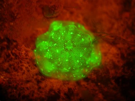 Coral Recruitment Through The Microscope Nightsea