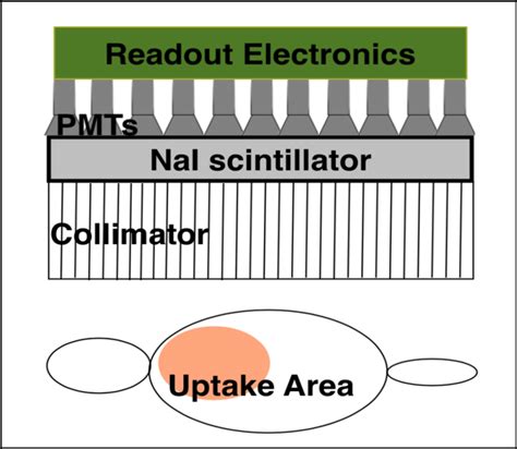 1 Schematic Diagram Of Anger Gamma Camera Collimator Scintillator