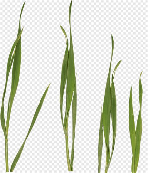 Sweet Grass Jpeg Leaf Plant Stem Png Pngegg