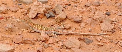 Acanthodactylus Spinicauda “wild” Pictures