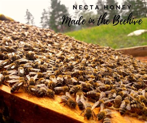 Biosystems Mongolia Llc ЧАГНУУРТАЙ ХҮЗҮҮНИЙ ЗҮҮЛТ ҮНЭ 30 000₮ Хаяг I р эмнэлэг 103 аас