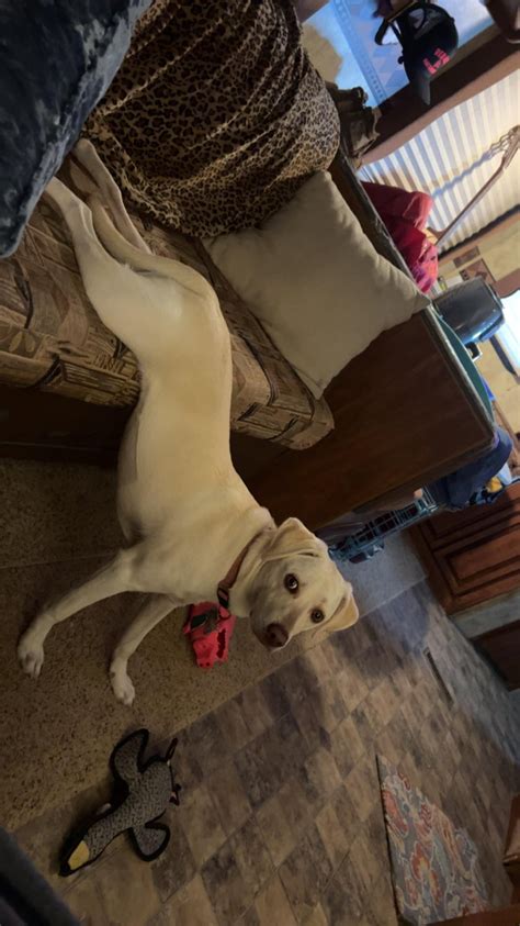 Strange Pup Rlabrador