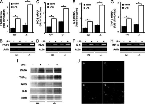 Nrf2 Deficient Mice Exhibit Enhanced Microglial Activation In