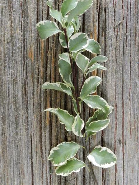 Wholesale Italian Pittosporum Varigated Greens Delivered Online