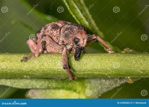 Weevil Or Snout Beetle In Garden On Nsw Central Coast In Australia