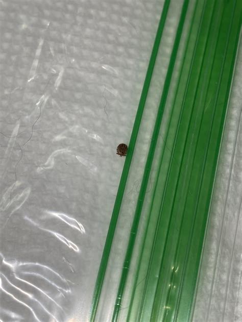 Southern New Jersey Found Imbedded In My Shoulder In Bed What Kind Of Tick Is This R Insects
