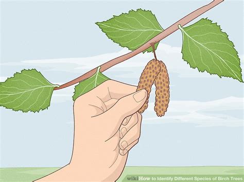 How To Identify Different Species Of Birch Trees With Pictures