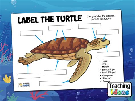 Label The Turtle Teaching Ideas