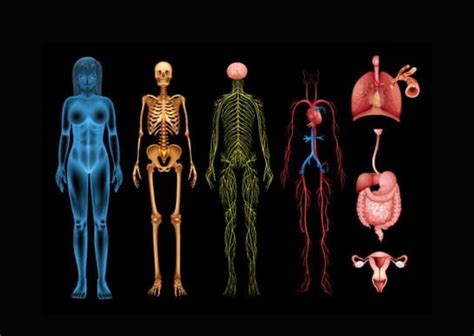 Proyecto Sistemas Del Cuerpo Humano Wordpress