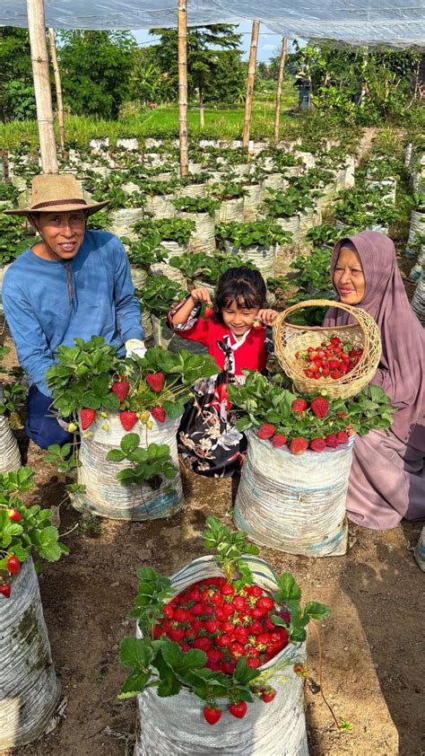 Kebun Stroberi • 42k Reels On Instagram