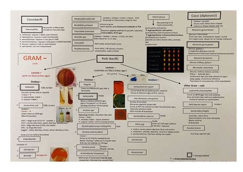 Charts On Gram Negative Bacteria Study Notes For Success Studocu