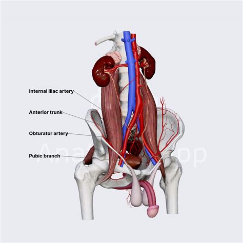 Obturator Artery Head Of Femur