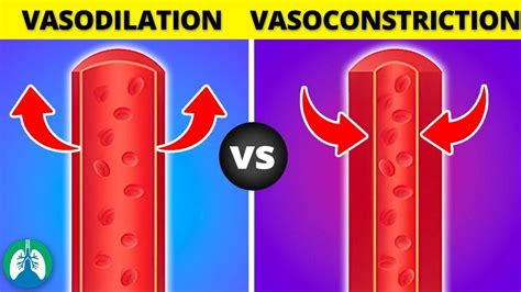 Vasoconstriction Vs Vasodilation Explained