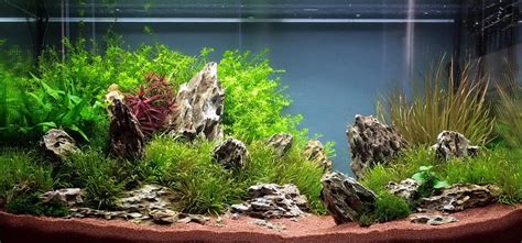 Planted Aquarium Wallpaper