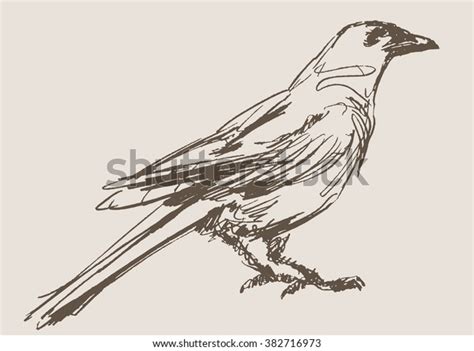 2 153 Magpie Drawing Stock Vectors And Vector Art Shutterstock