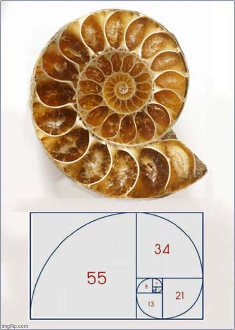 Happy Fibonacci Day Imgflip