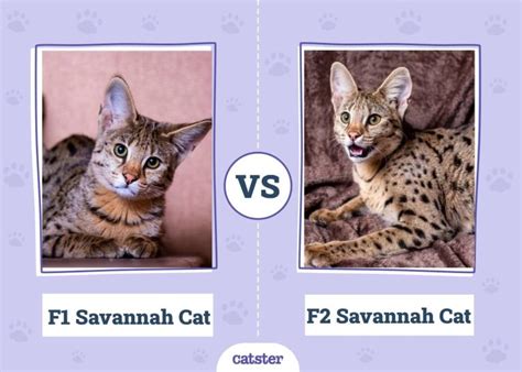 F1 Vs F2 Savannah Cat How Are They Different With Pictures Catster