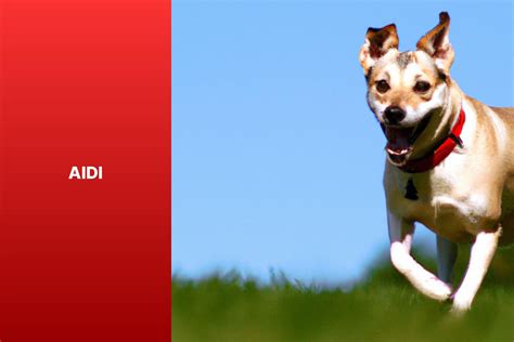 Aidi Alles Wat Je Moet Weten