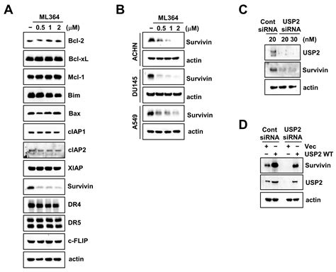 Inhibition Of Usp2 Enhances Trail Mediated Cancer Cell Death Through