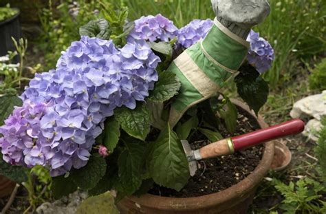 Cuidados Esenciales Para Hortensias En Maceta