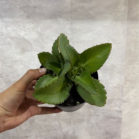 Kalanchoe O Mala Madre Selvatico Plant Shop