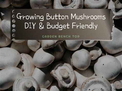 Growing Button Mushrooms Ultimate Budget Friendly Diy Guide