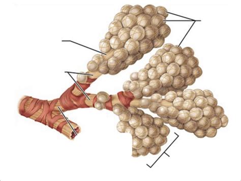 Alveoli Structure Diagram Quizlet
