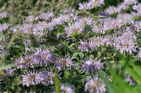 Monarda Media Purple Bergamot Seed Awesomeblossomplants