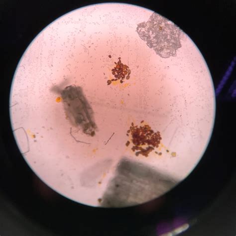 Plant Dissection Gains E Portfolio