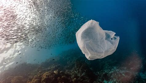 How To Clean Trash In The Ocean At Lynda Lee Blog