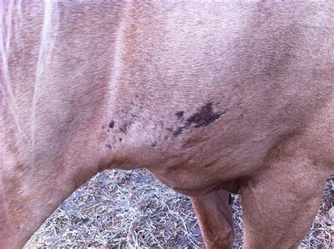 Journey To Better Hooves Maybe Gus Does Have Neck Threadworm