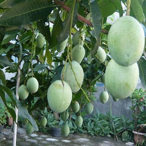 Bibit Mangga Harum Manis Harga Bibit Mangga Harum Manis Asli