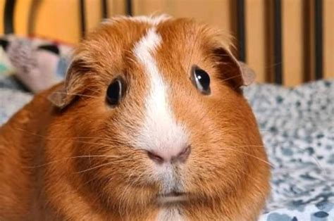 Cui Cui El Nuevo Meme Que Está Enloqueciendo Las Redes Sociales