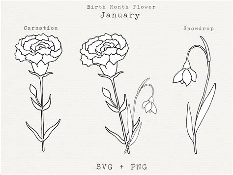 January Birth Month Flower Print Carnation And Snowdrop Floral Line Art