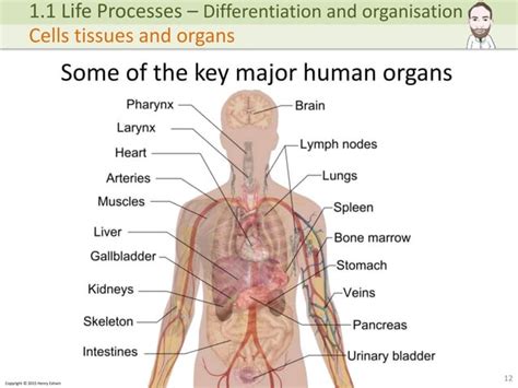 Mr Exham Igcse Cell Differentiation And Organisation Pptx Biological Sciences Science