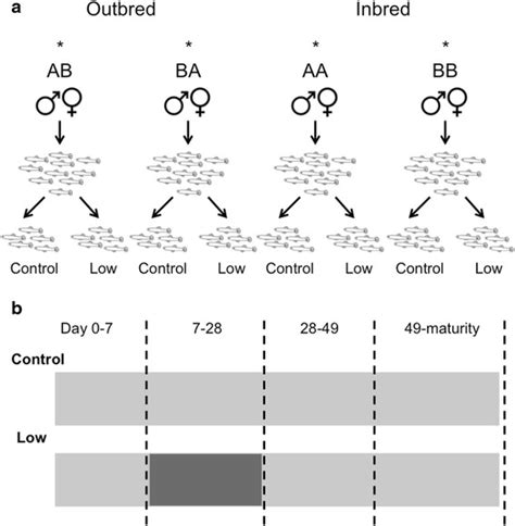 Schematic Of Experimental Design A Shows Block Design Used To Create Download Scientific