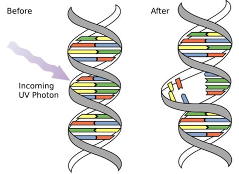 Biology 1 6 Mutations Flashcards Quizlet