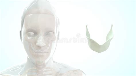 Location Of Thyroid Cartilage In Human Stock Illustration Illustration Of Bony Thyroid 229807029